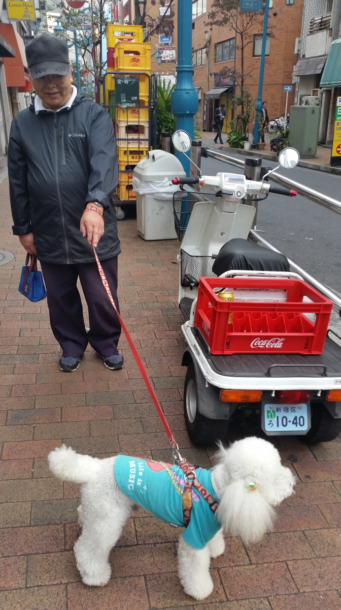 Dogs in Japan Living the High Life – Bites of Oishii